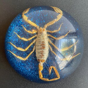 Vintage Acrylic Scorpion Paperweight - Etsy