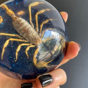 Vintage Acrylic Scorpion Paperweight - Etsy