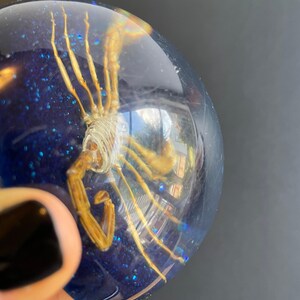 Vintage Acrylic Scorpion Paperweight - Etsy