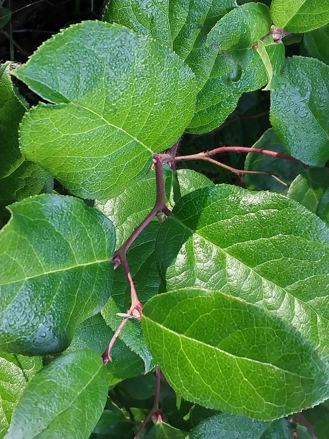 SALAL, Fresh Salal Greenery, Greenery, Wedding Greenery, Wreath ...