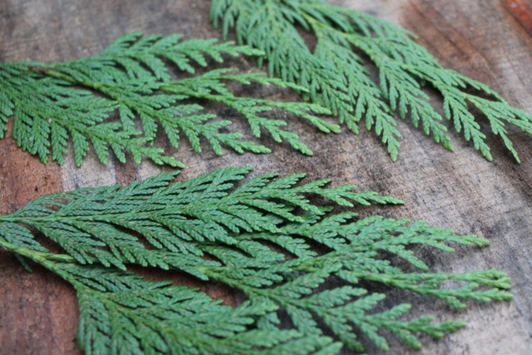 Cedar Tips, PNW Cedar Tips, Holiday Gift Topper, Woodland Wrapping ...