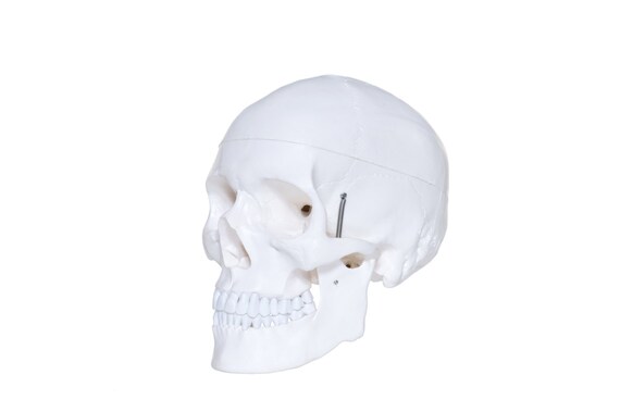 Plastic Human Skull - Etsy