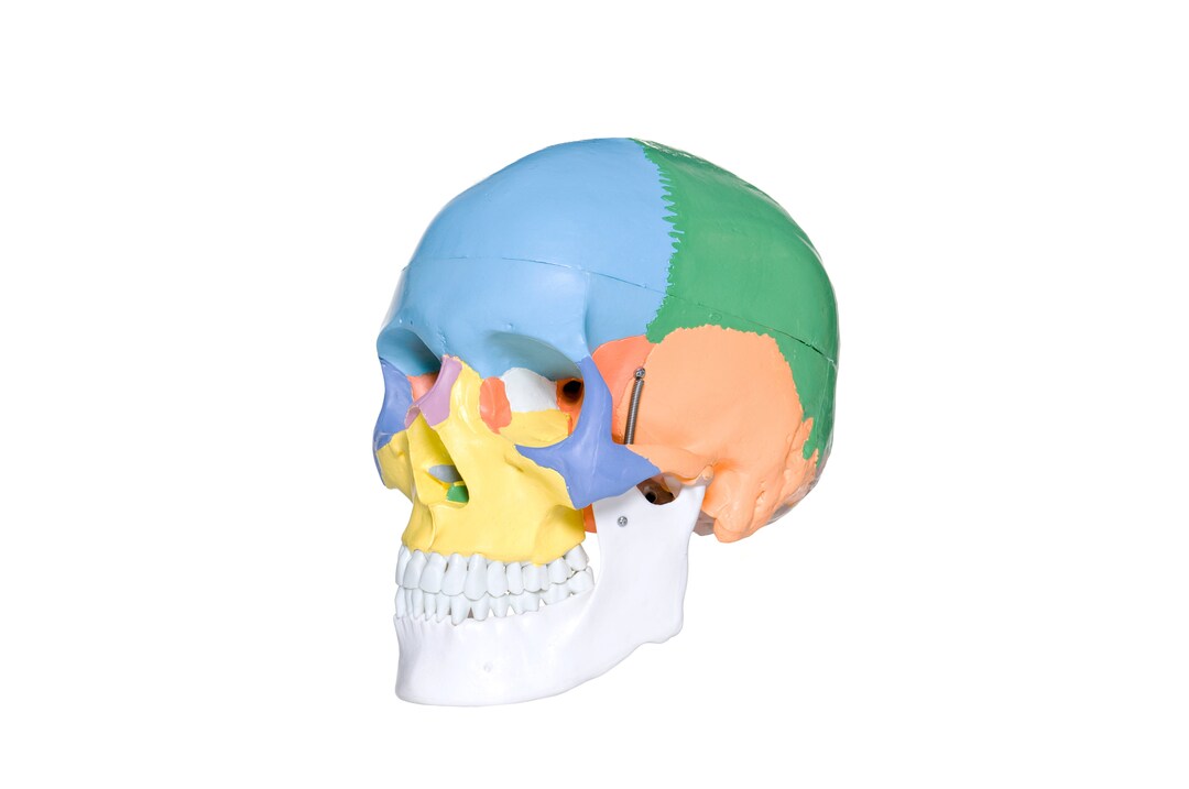 Plastic Human Skull - Etsy