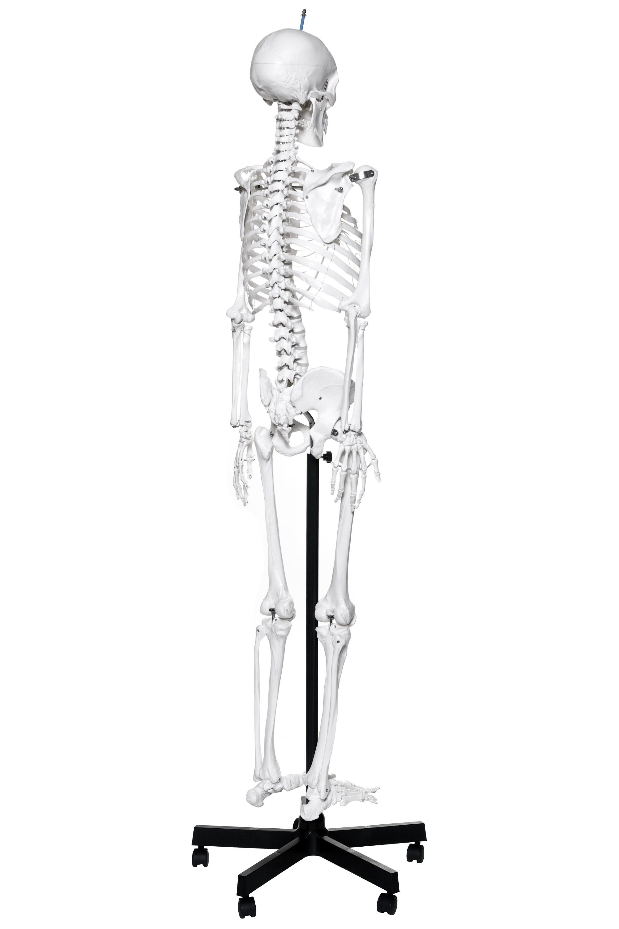 Human Skeleton - Etsy