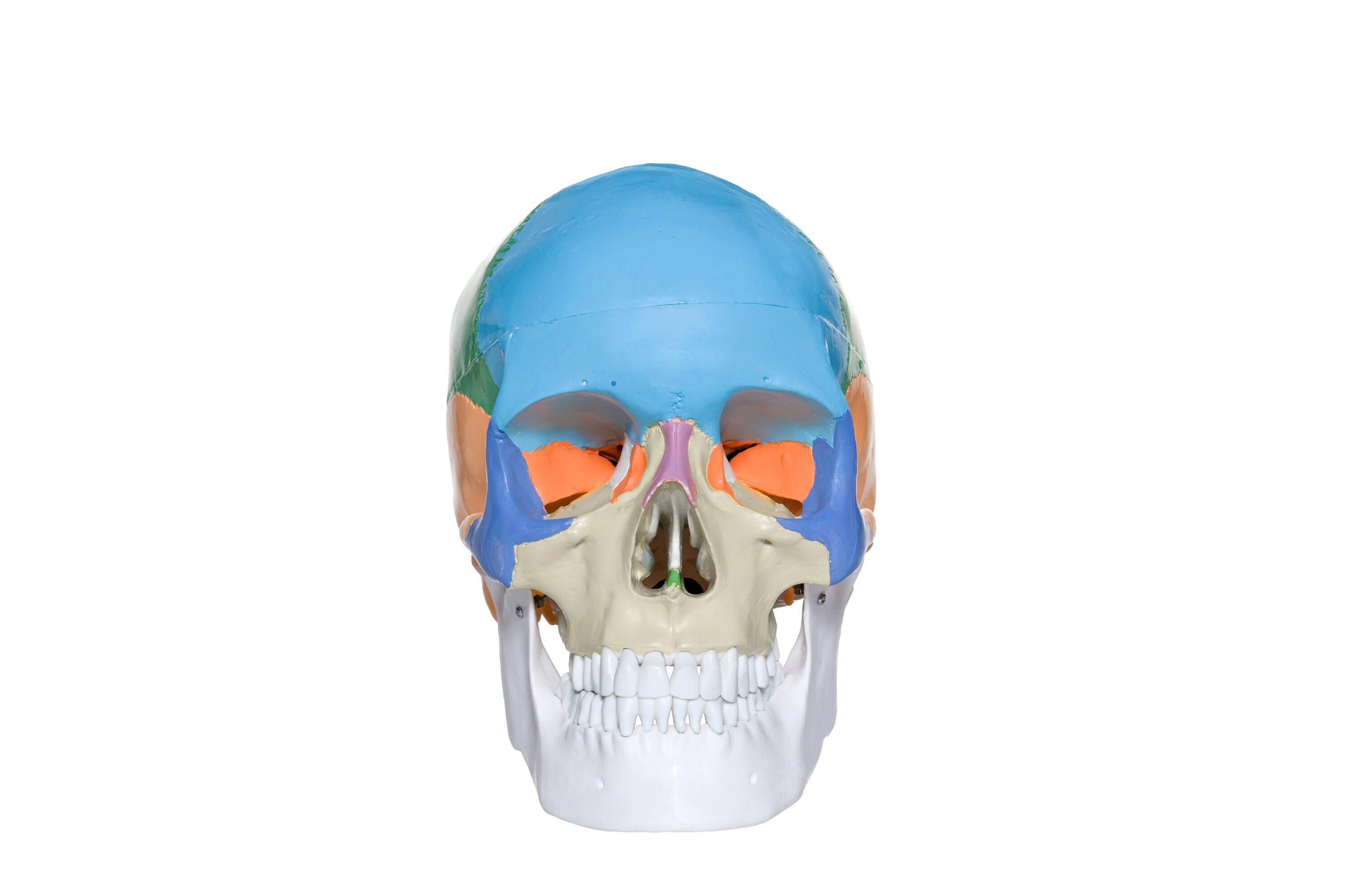 Plastic Human Skull - Etsy