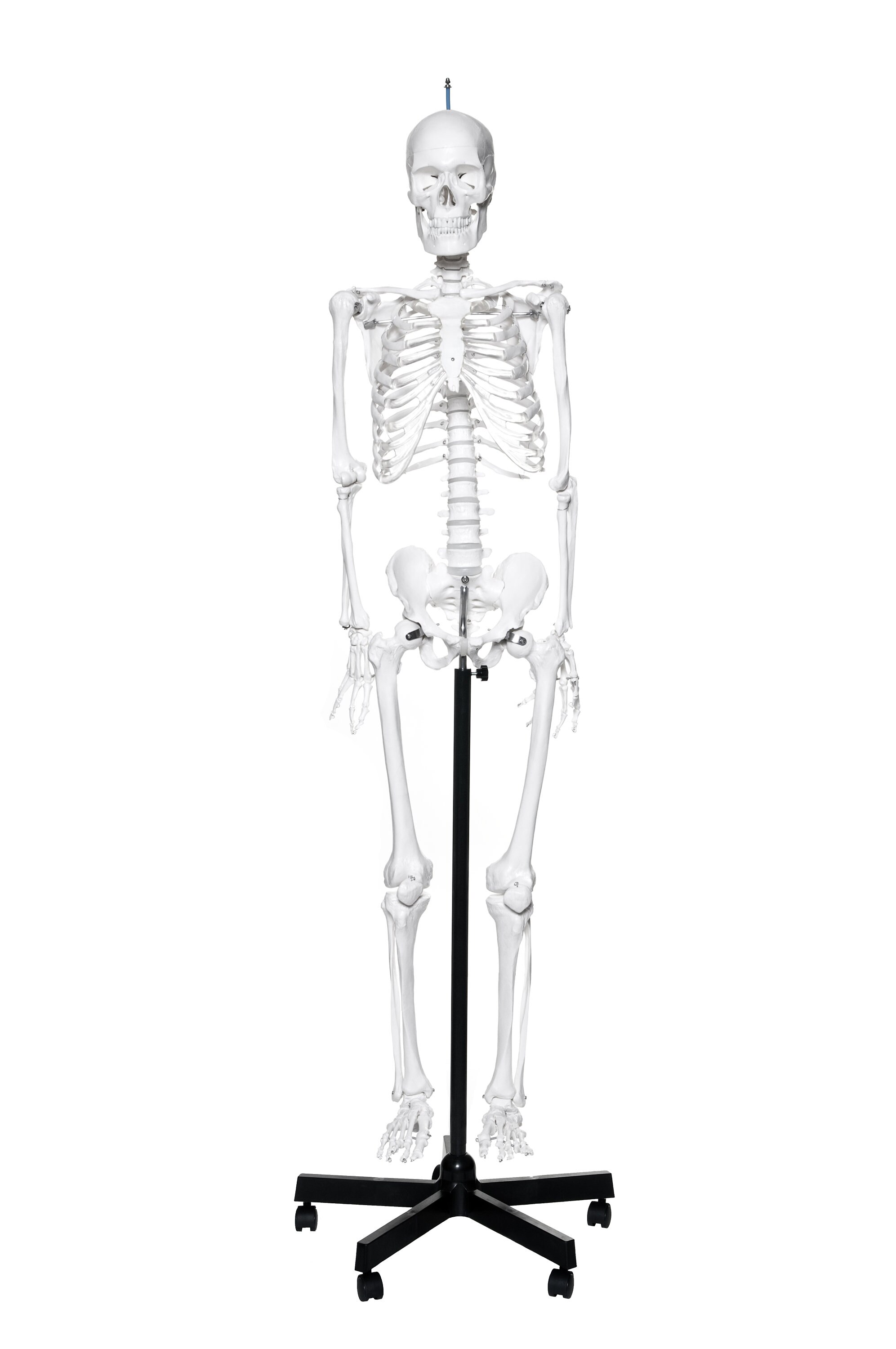 Human Skeleton - Etsy