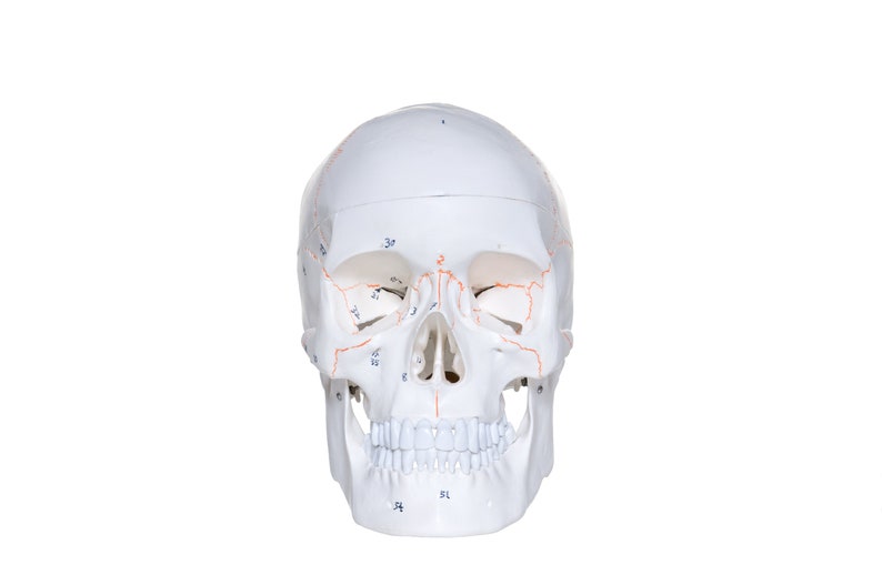 Human Skull - Etsy