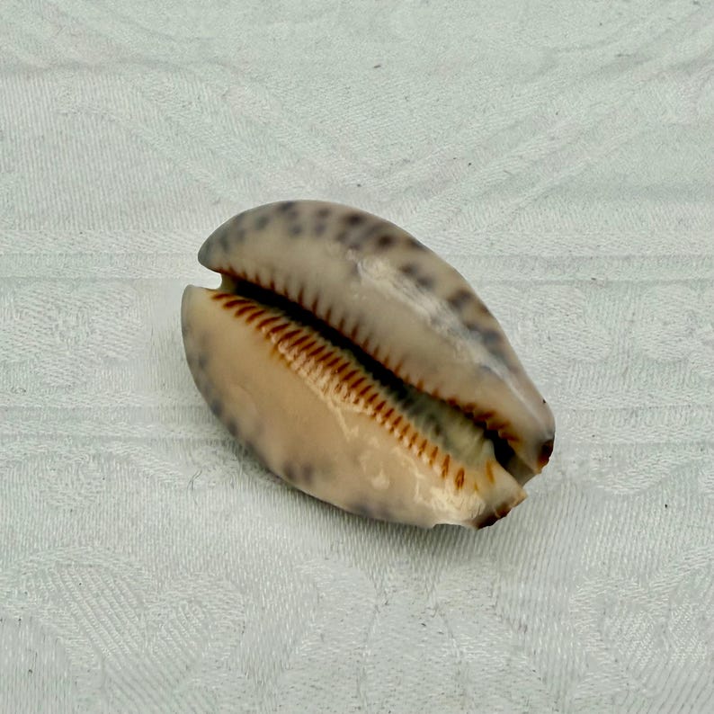 Vintage , Miniature Carved Cowrie Shell, Tiger Cowrie Shell With ...