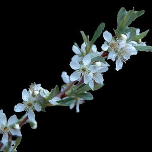 Prunus Besseyi (western Sand Cherry) - Etsy