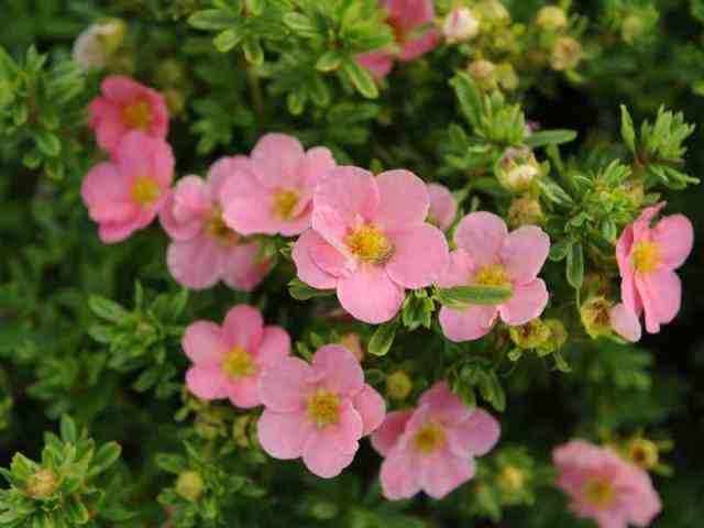Potentilla "pink Beauty",flowering Shrubs With FREE PRIORITY SHIPPING ...
