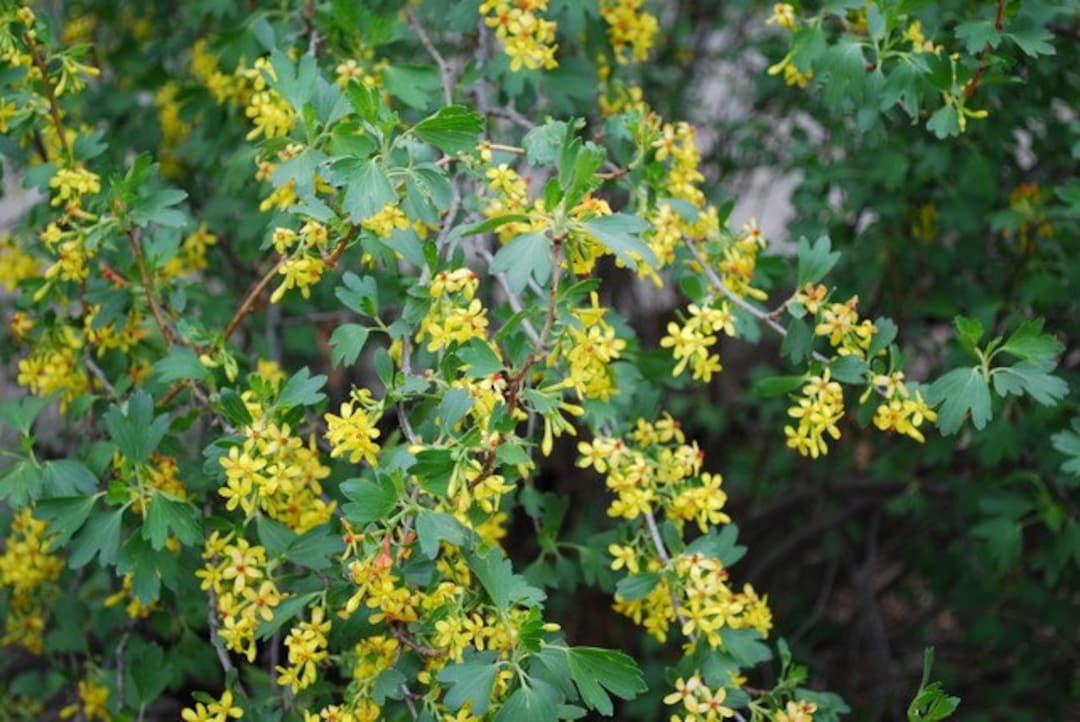 Ribes Aureum "golden Currant" Native Plants, Yellow Flowering Shrubs - Etsy