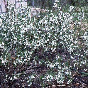 Prunus Besseyi (western Sand Cherry) - Etsy