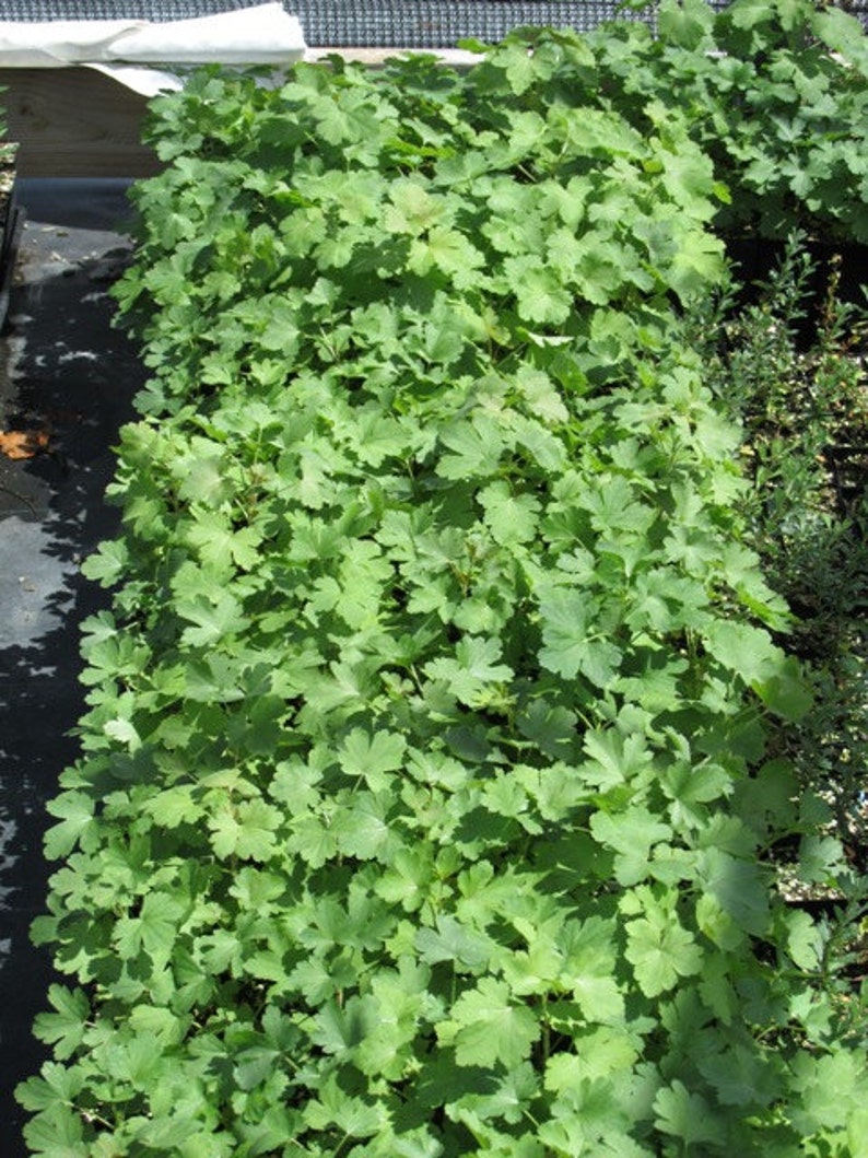 Ribes Aureum golden Currant Native Plants Yellow | Etsy