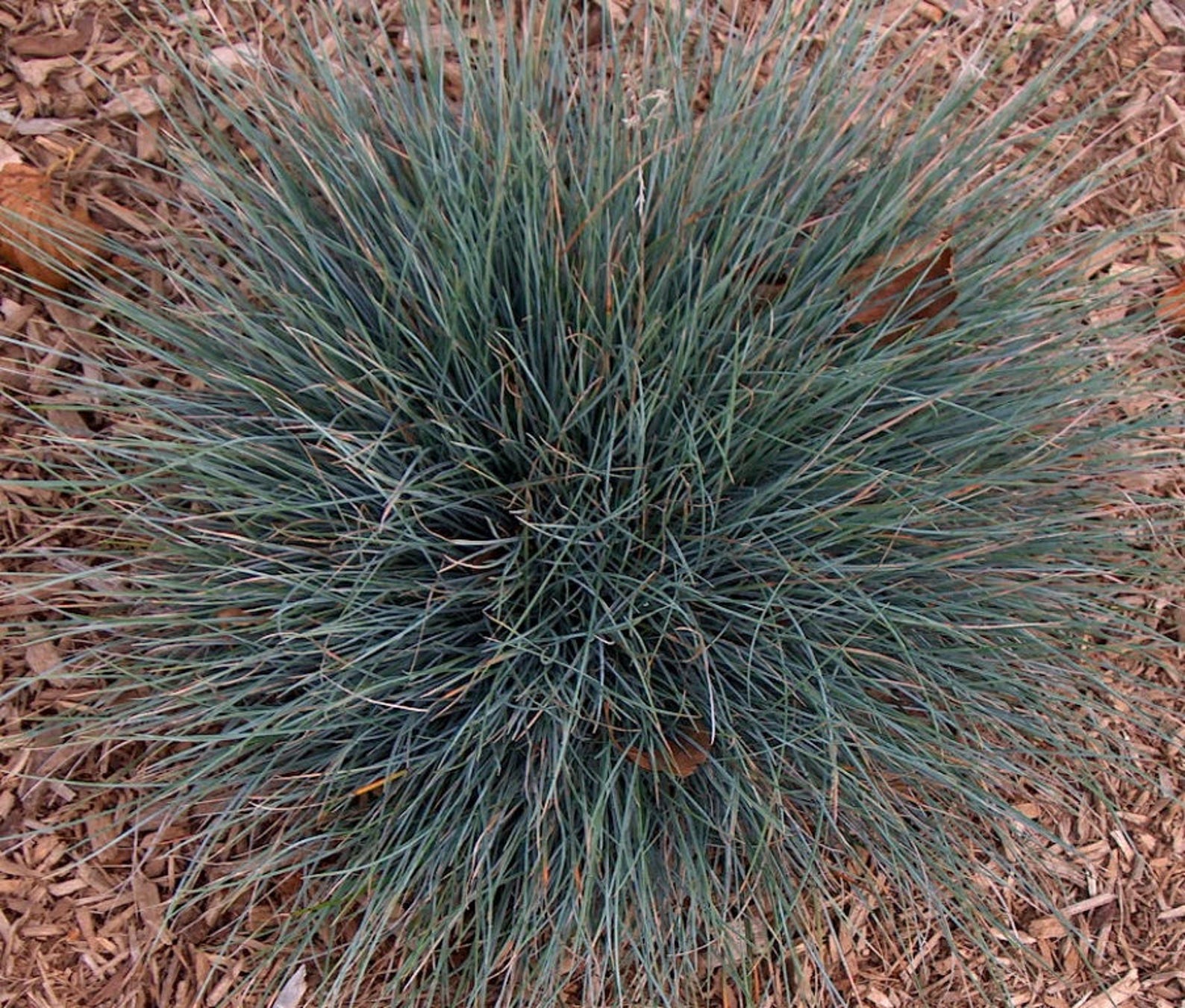 Festuca Glauca "blue Fescue Grass" With Free Priority Shipping! - Etsy