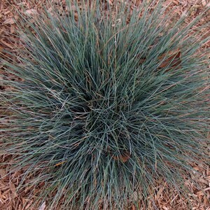 Festuca Glauca "blue Fescue Grass" With Free Priority Shipping! - Etsy