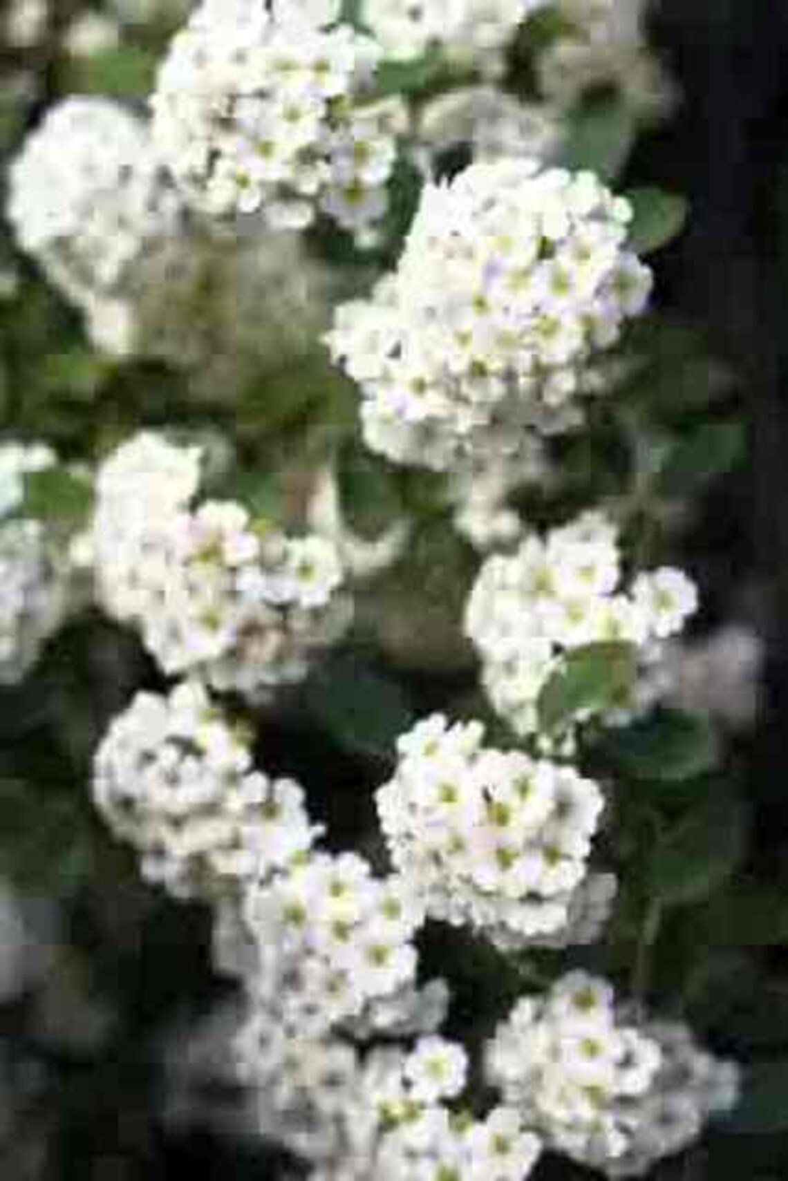 Spiraea renaissance white Spirea Flowering Shrubs Plants - Etsy