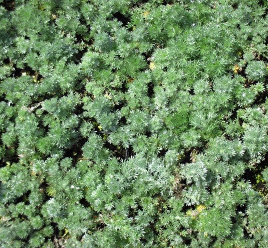 Artemisia Frigida fringed Sagebrush Medicinal - Etsy