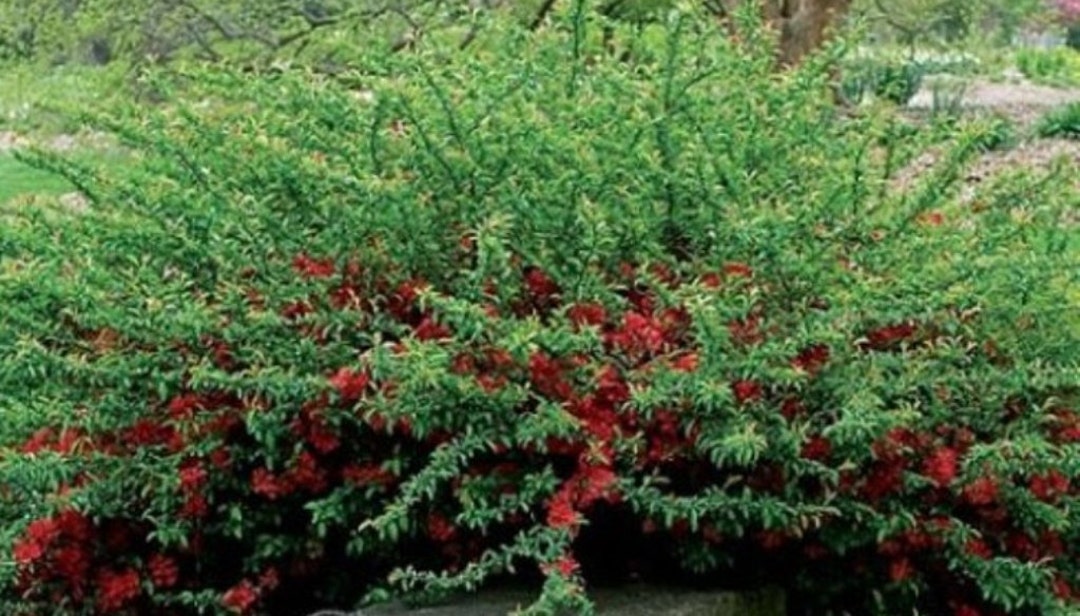 Chaenomeles Speciosa “texas Scarlet” Flowering Quince. Flowering Shrubs ...