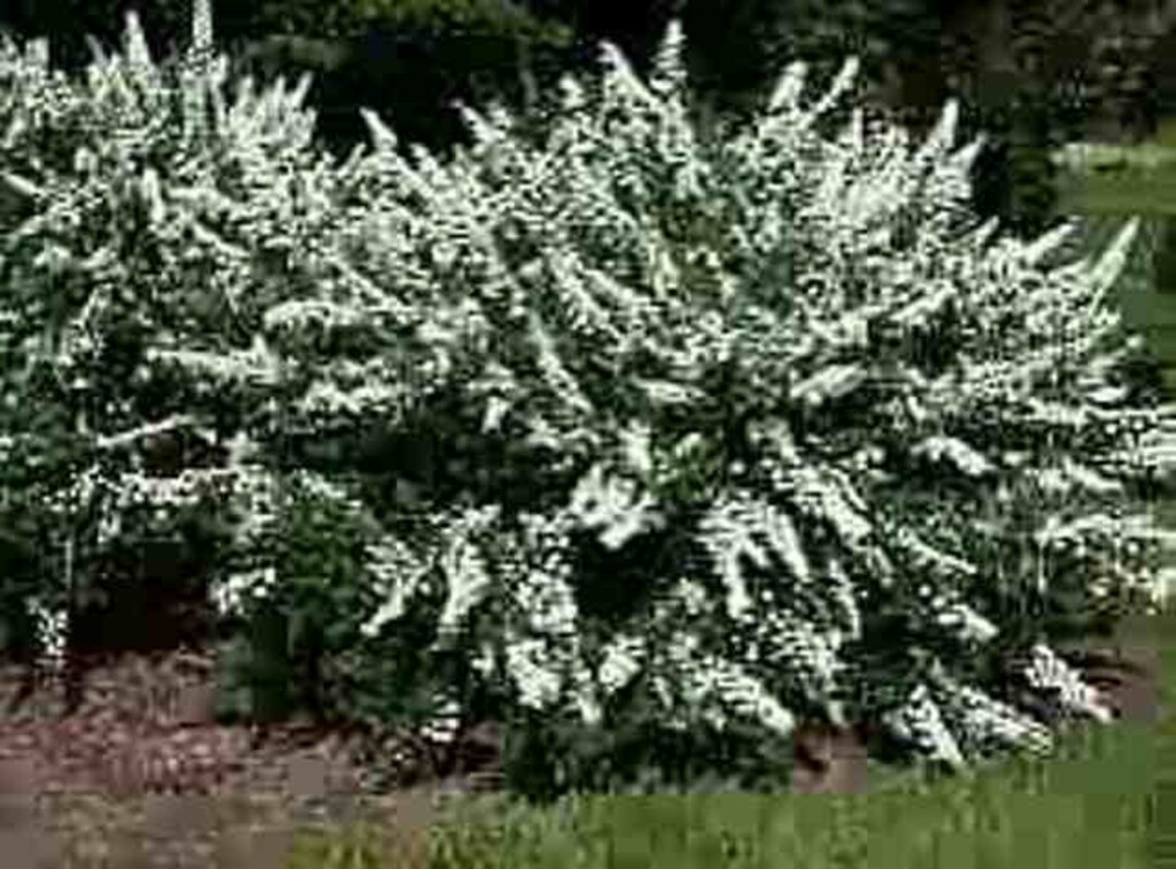 Spiraea "snowmound" Flowering Shrubs, Bridal Wreath, White Spirea, Live ...