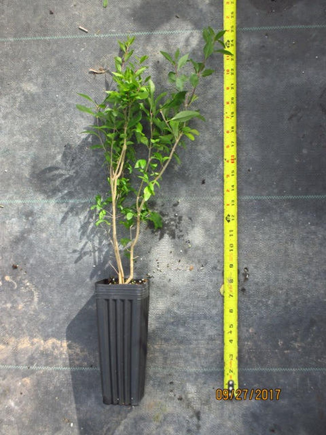 Foresteria Neomexicana New Mexico Privet Desert Olive - Etsy