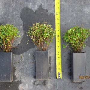 Spiraea "little Princess" Flowering Shrubs With FREE PRIORITY SHIPPING ...