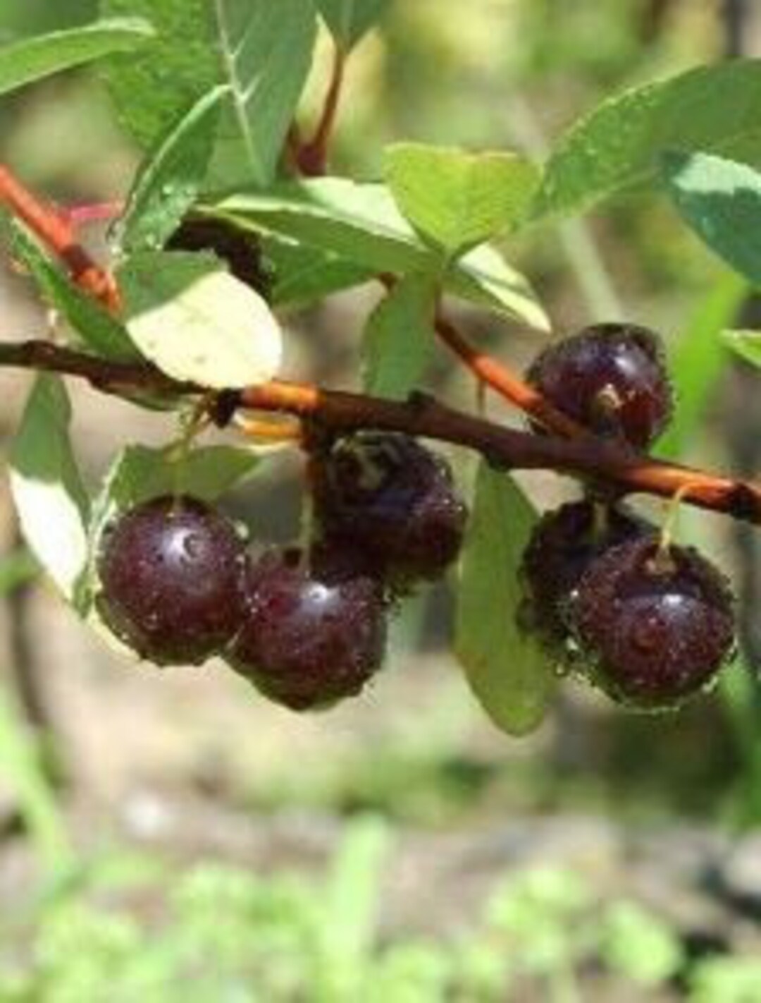 Prunus Besseyi (western Sand Cherry) - Etsy