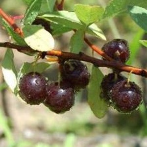 Prunus Besseyi (western Sand Cherry) - Etsy