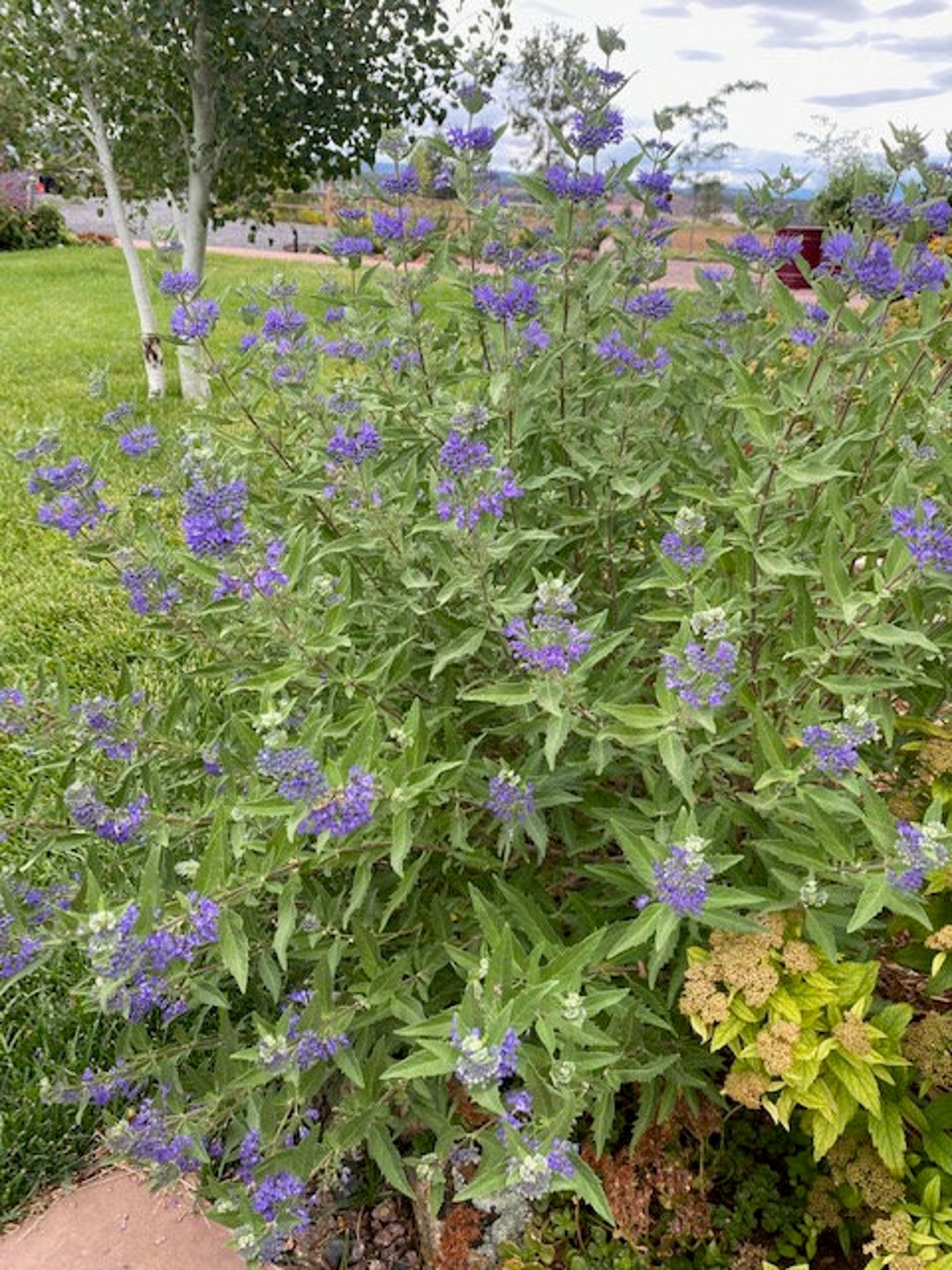 Caryopteris Clandonensis (blue Mist, Blue Beard Spirea) - Etsy
