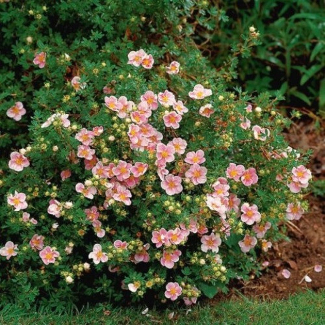 Potentilla "pink Beauty",flowering Shrubs With FREE PRIORITY SHIPPING ...