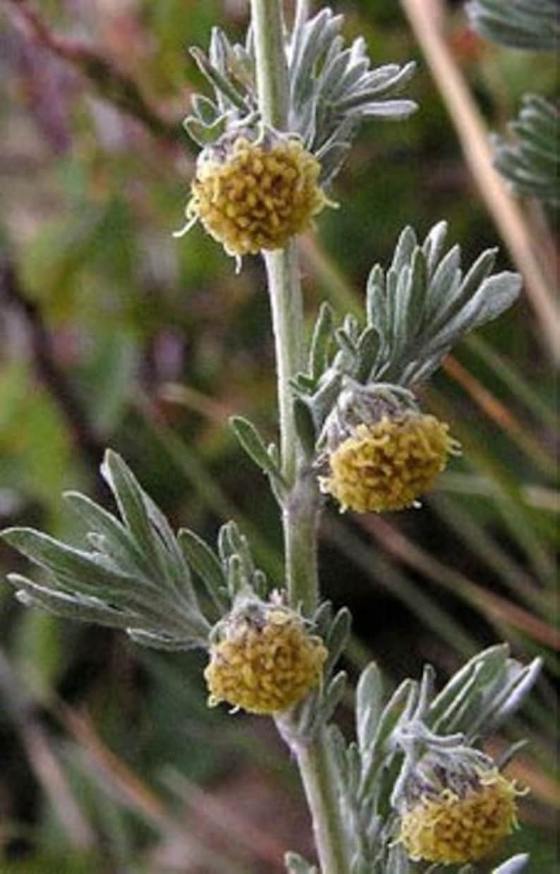 Artemisia Frigida "fringed Sagebrush" Medicinal Plants With FREE ...