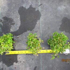 Spiraea "little Princess" Flowering Shrubs With FREE PRIORITY SHIPPING ...