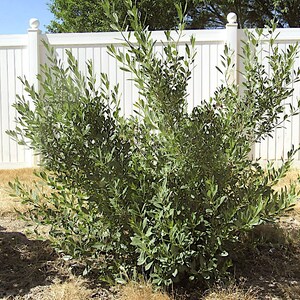 Prunus Besseyi (western Sand Cherry) - Etsy