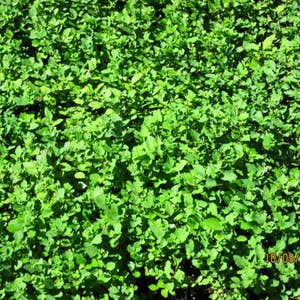 Spiraea "little Princess" Flowering Shrubs With FREE PRIORITY SHIPPING ...