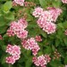 Spiraea little Princess Flowering Shrubs With FREE PRIORITY SHIPPING - Etsy