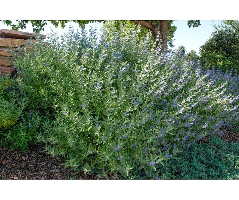 Caryopteris Clandonensis (blue Mist, Blue Beard Spirea) - Etsy
