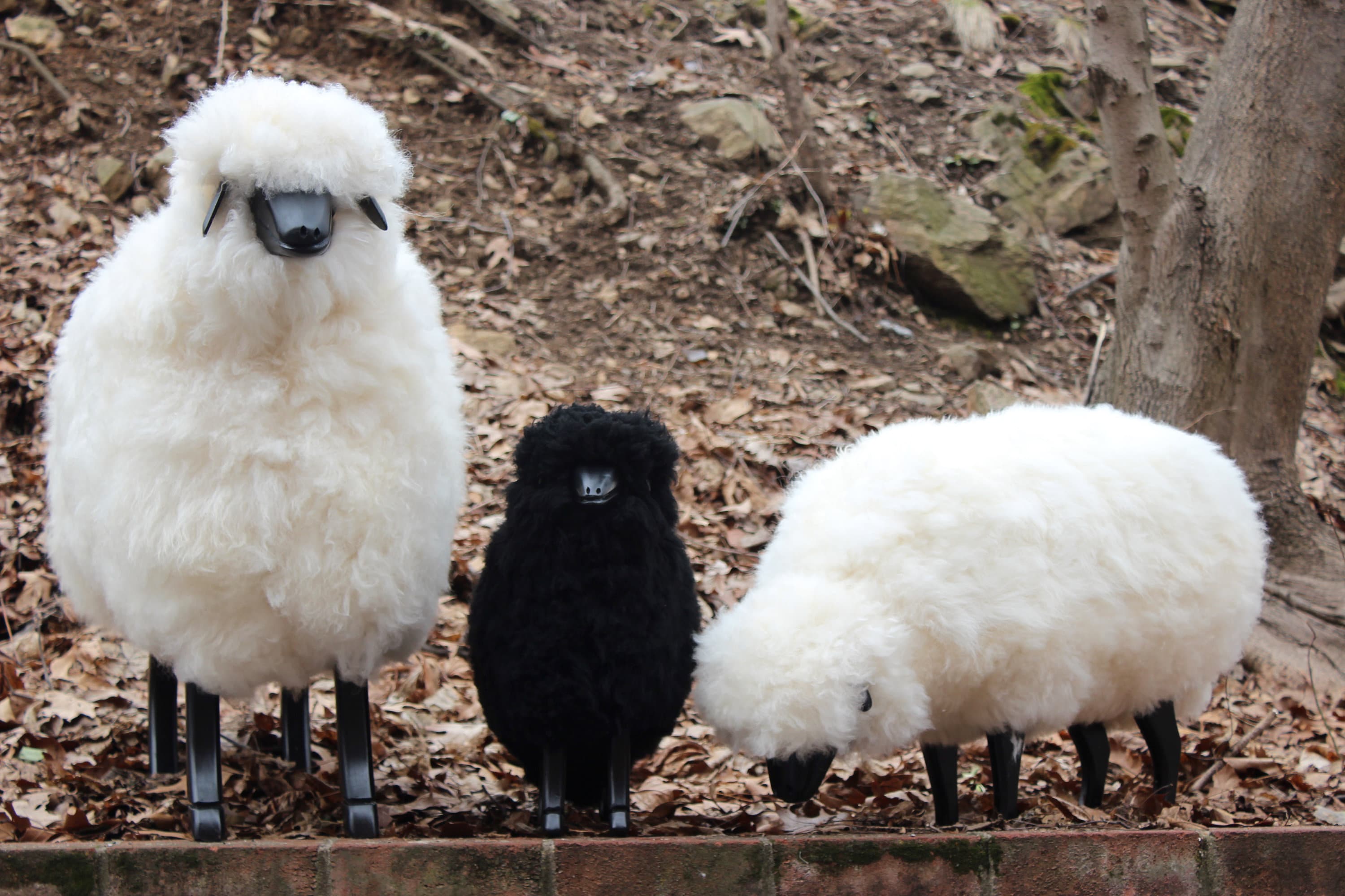 White Fluffy Sheep