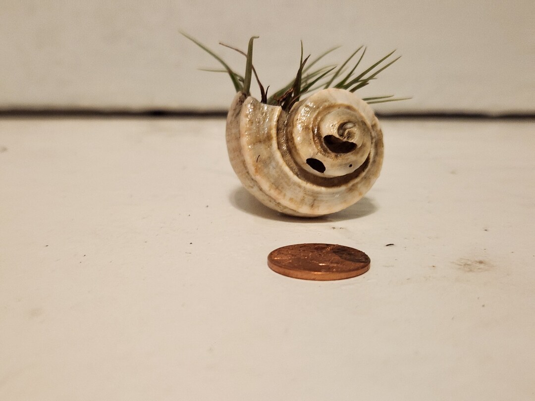 Small Air Plant in Conch Shell - Etsy