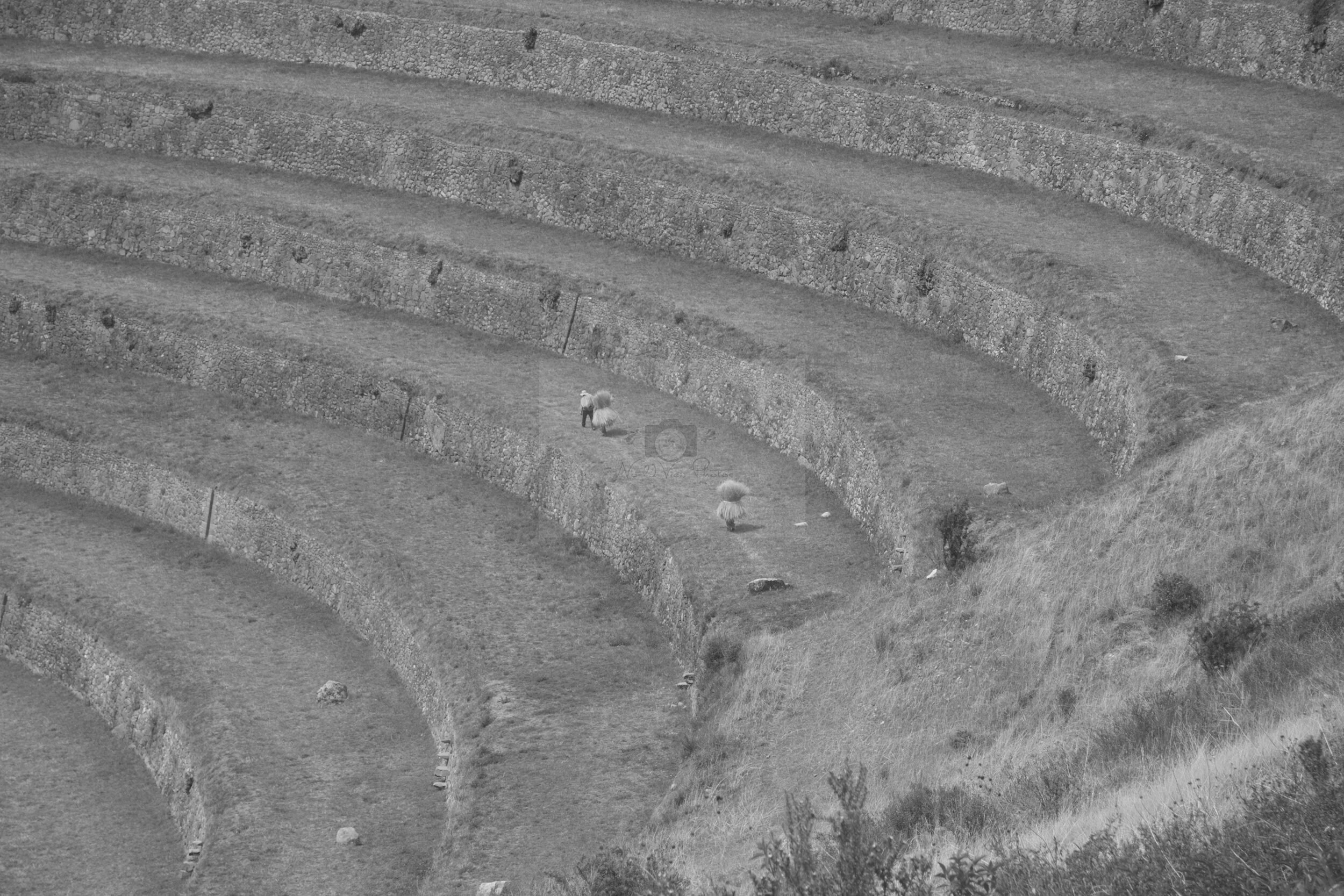 Terrace Farming in the Valley of the Incas in the Peruvian Andes ...