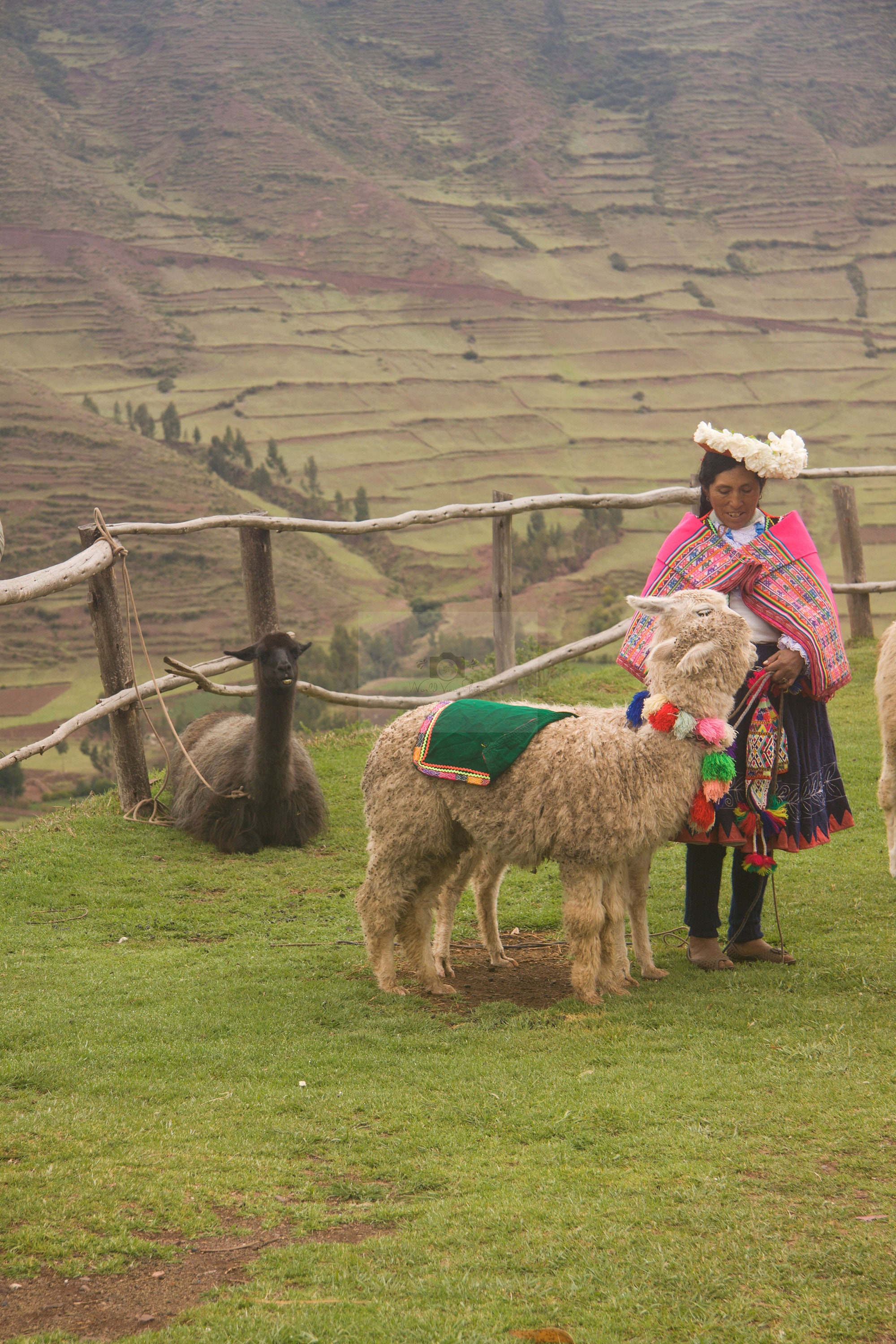 Llama and Traditionally Dressed Peruvian Woman in the Andes Mountains ...