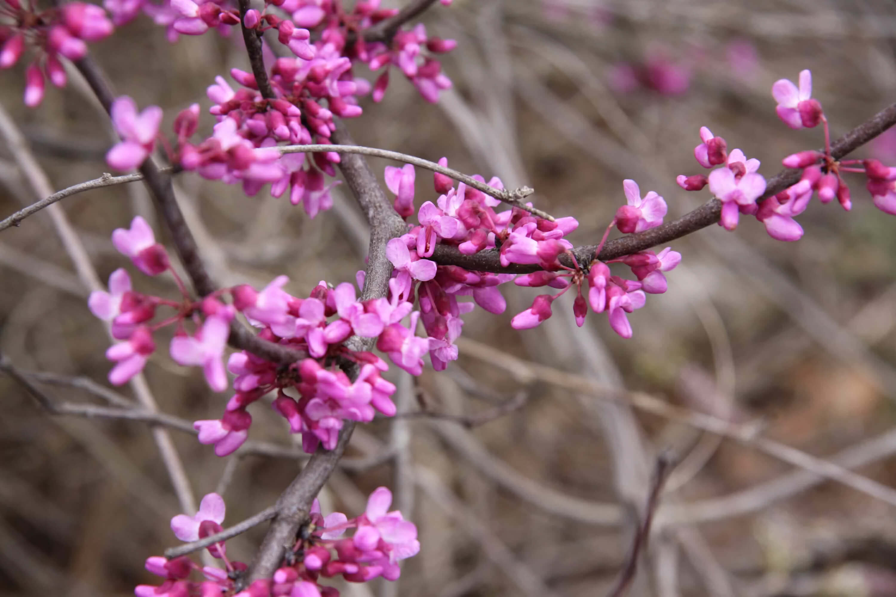 PHOTO of an Eastern Red Bud Tree in the Spring - Etsy