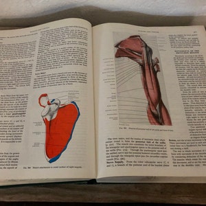 Vintage Book Titled Cunningham's Textbook of Anatomy Oxford University ...