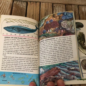 Vintage Golden Nature Guide Book Titled Seashores A Guide to Shells ...