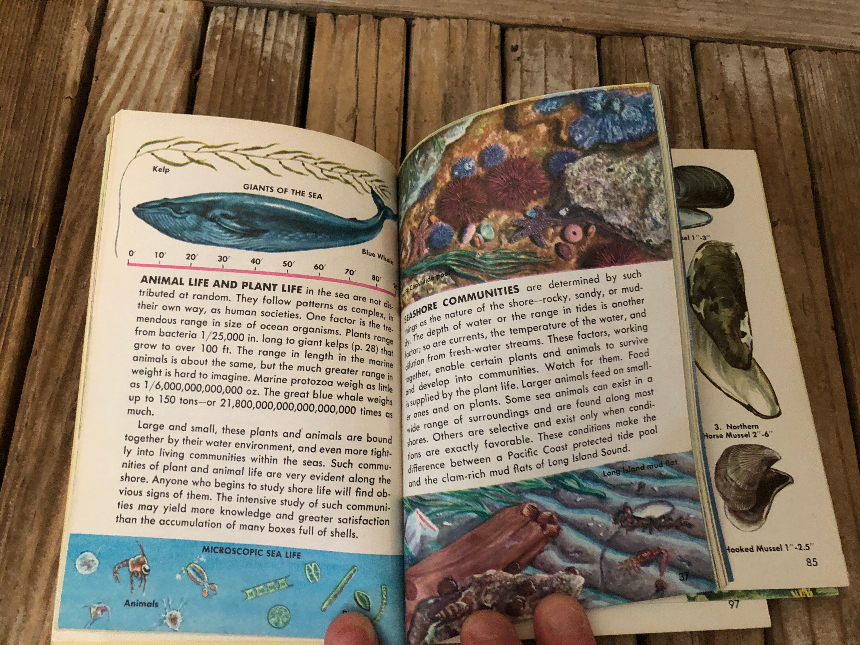 Vintage Golden Nature Guide Book Titled Seashores A Guide to - Etsy