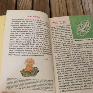 Vintage Golden Nature Guide Book Titled Seashores A Guide to Shells ...