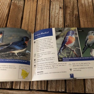 Vintage Book Titled Beginner's Guide to Birds Western Region - Etsy