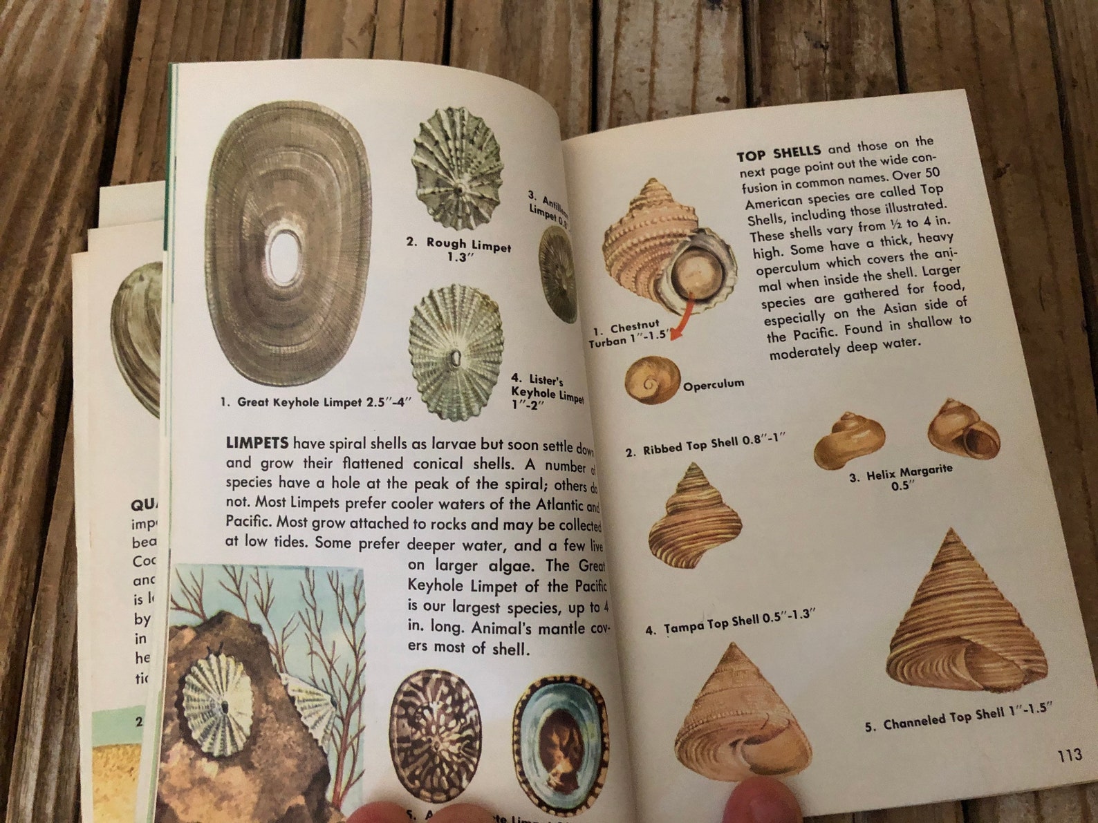 Vintage Golden Nature Guide Book Titled Seashores A Guide to - Etsy