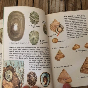 Vintage Golden Nature Guide Book Titled Seashores A Guide to Shells ...