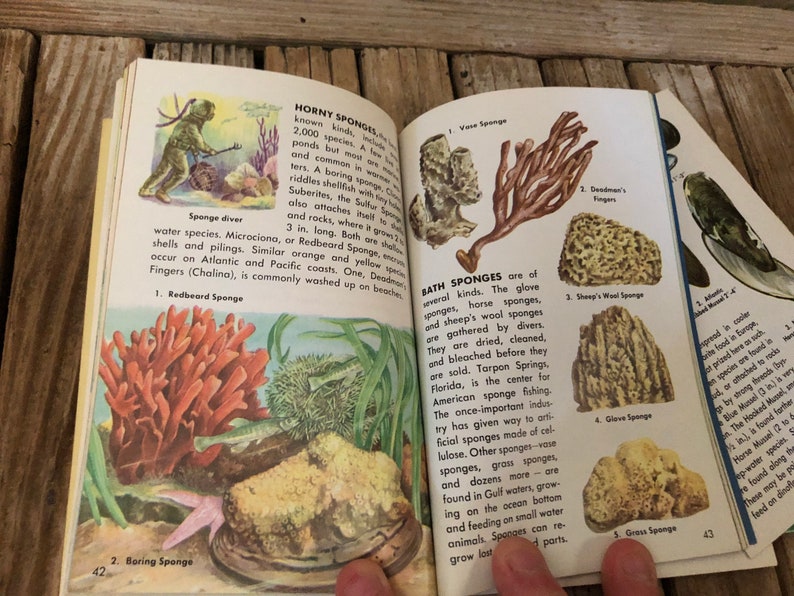 Vintage Golden Nature Guide Book Titled Seashores A Guide to Shells ...