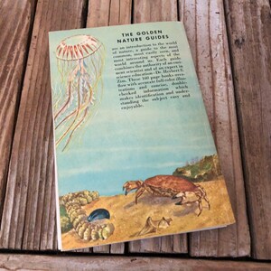 Vintage Golden Nature Guide Book Titled Seashores A Guide to Shells ...