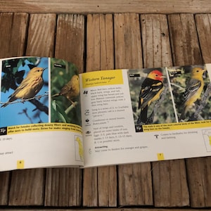 Vintage Book Titled Beginner's Guide to Birds Western Region - Etsy